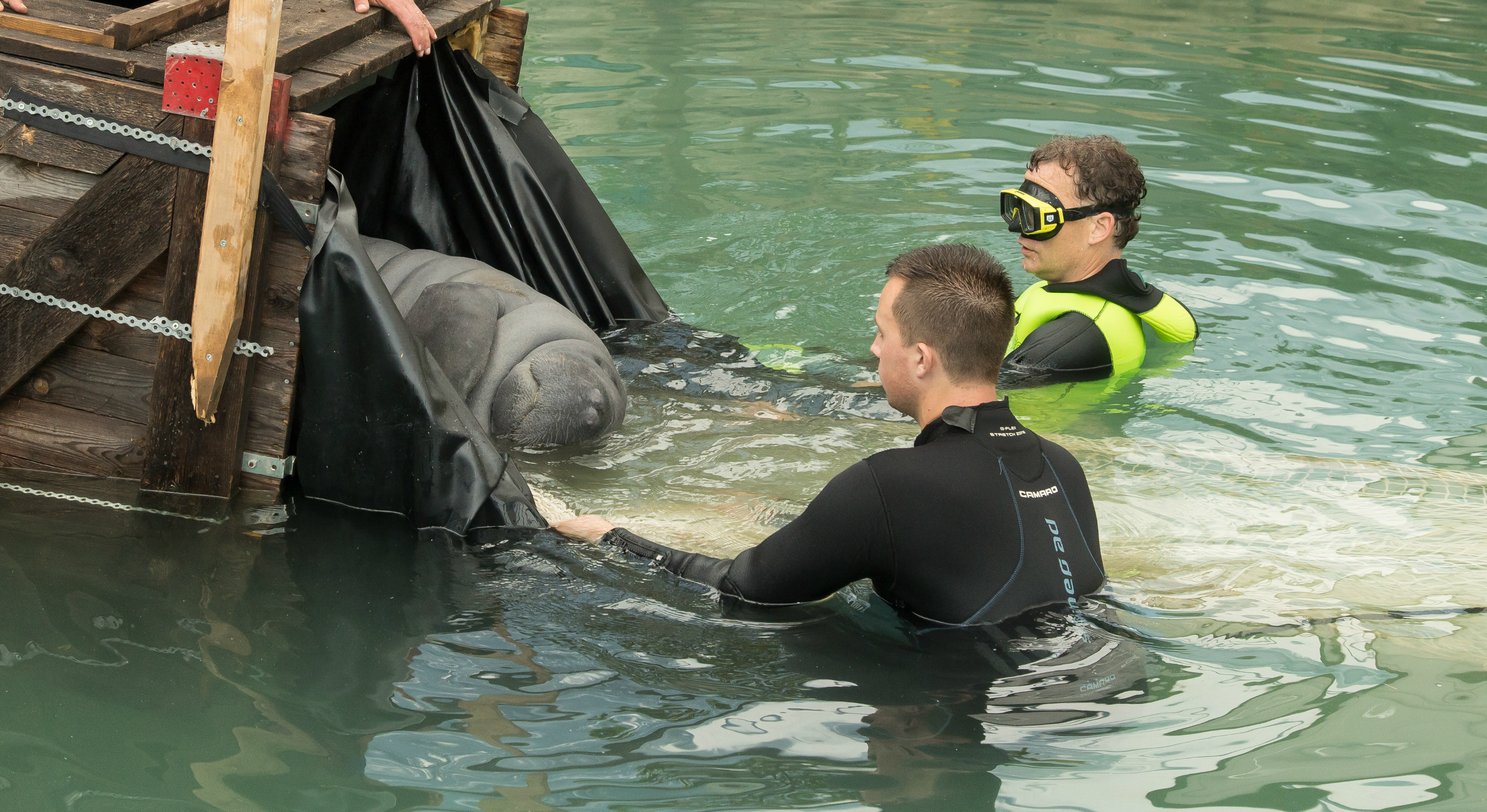 Drie zeekoeien zijn naar 1 miljoen liter water verhuisd | Burgers' Zoo ...