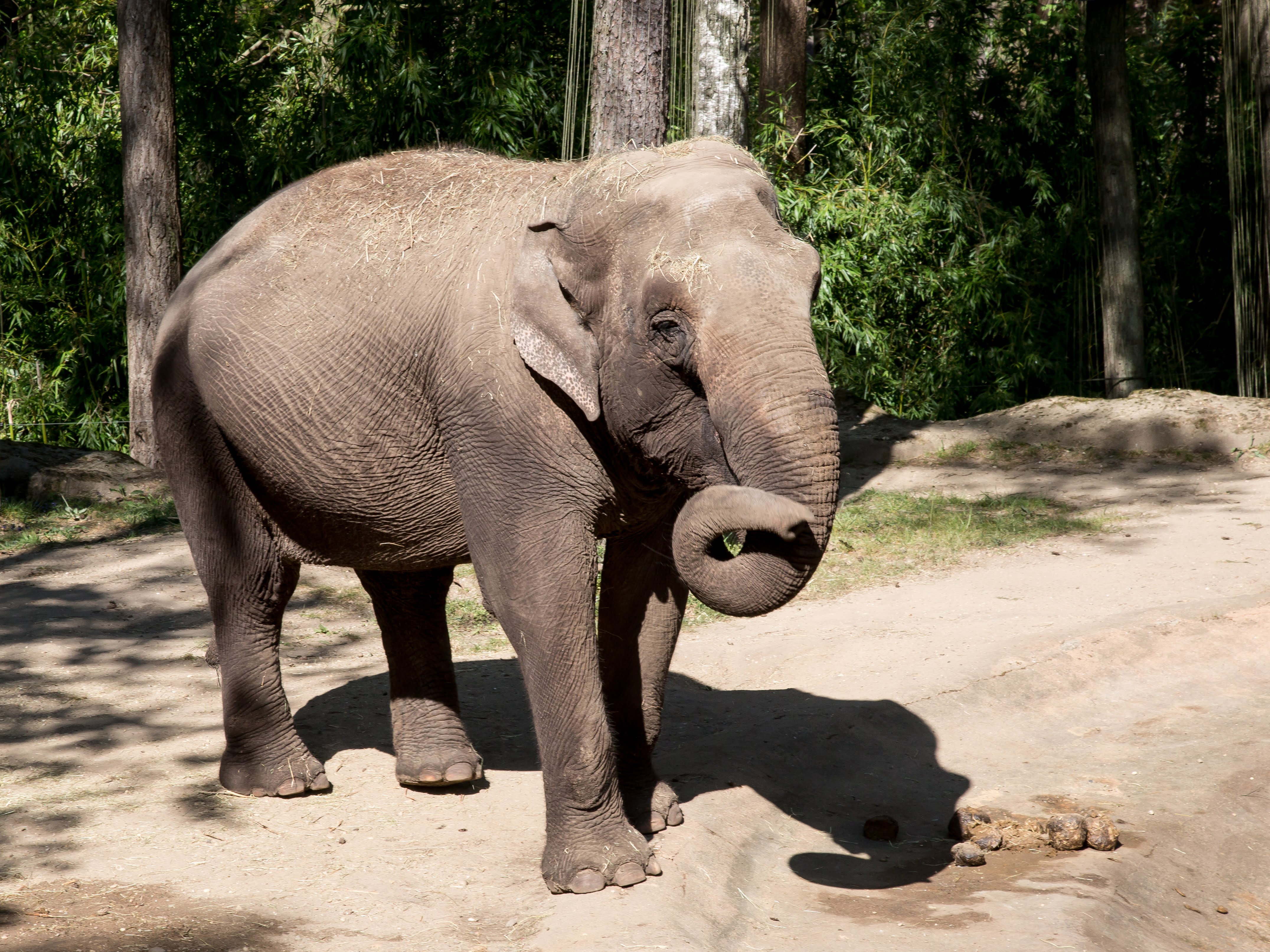 Uitdagingen bij de olifanten | Burgers' Zoo in Arnhem