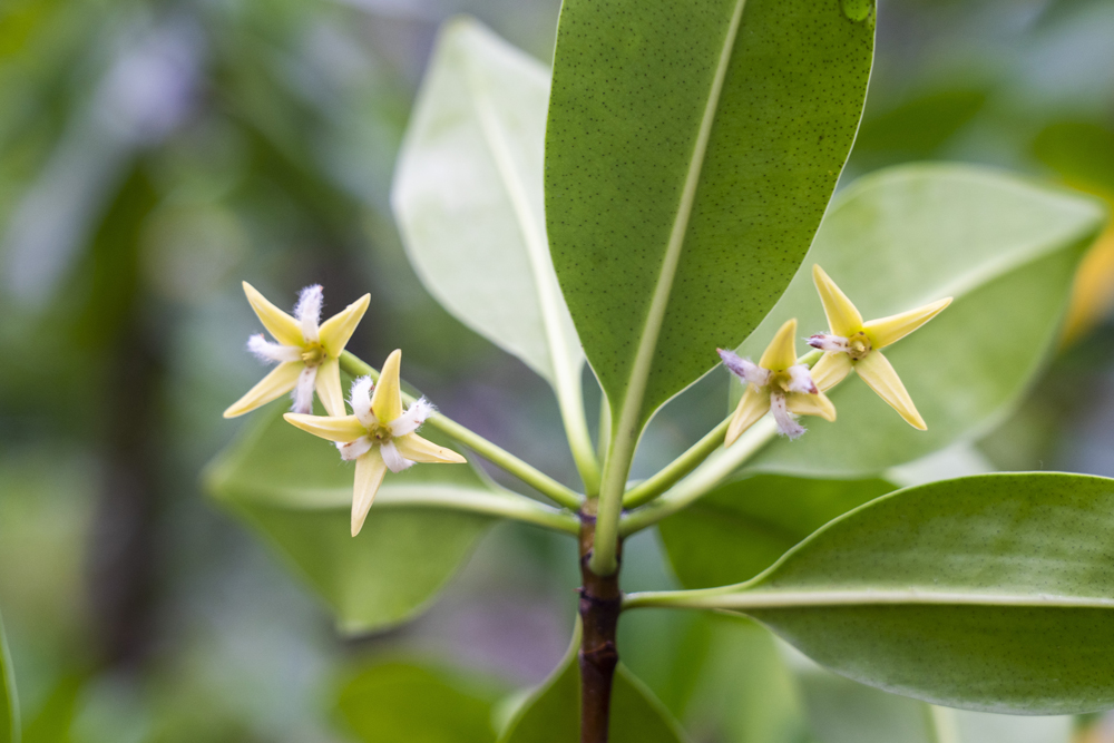 Rode mangrove | Burgers' Zoo in Arnhem