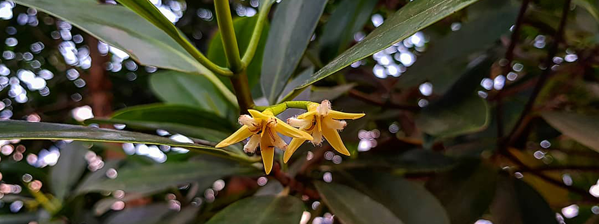 Rode mangrove | Burgers' Zoo in Arnhem