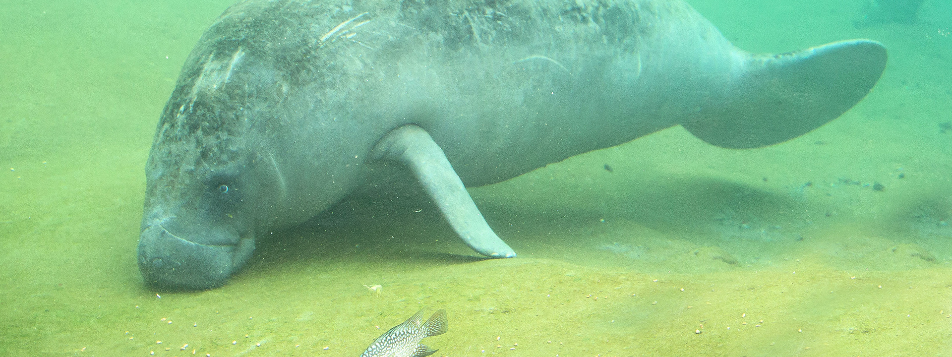 Er is een zeekoe drachtig!