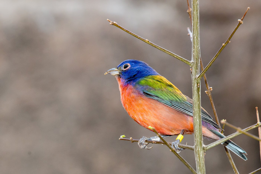 Mexicaanse nonpareil